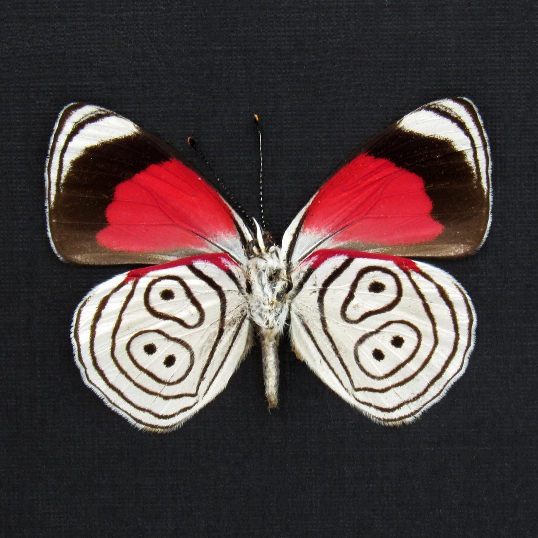 Real Eighty-eight Butterfly Framed Taxidermy Diaethria Neglecta - Etsy