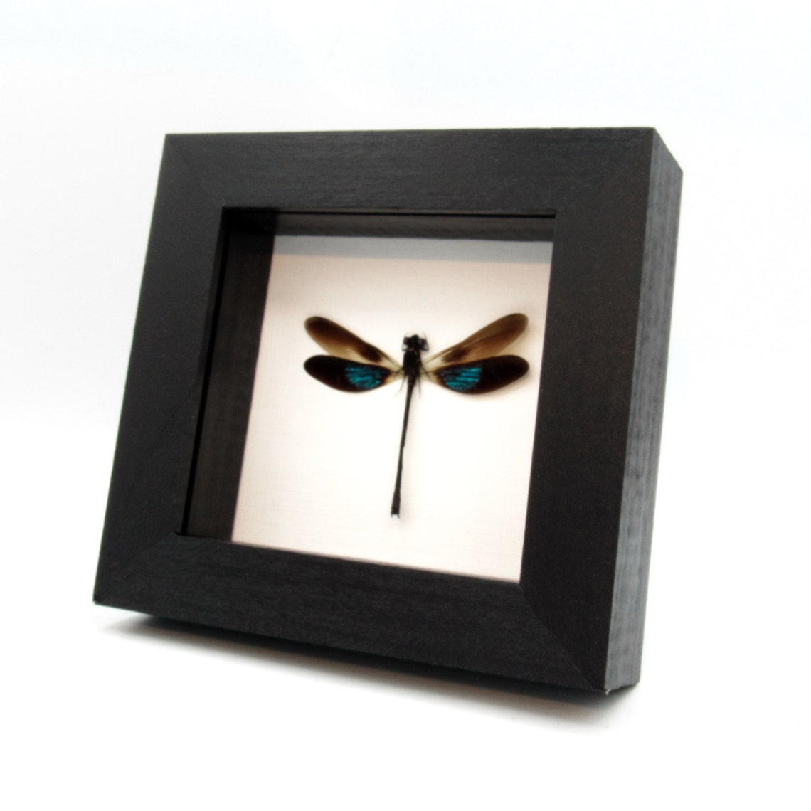 Real Framed Metallic Dragonfly Taxidermy - Euphaea Variegata - Etsy Canada