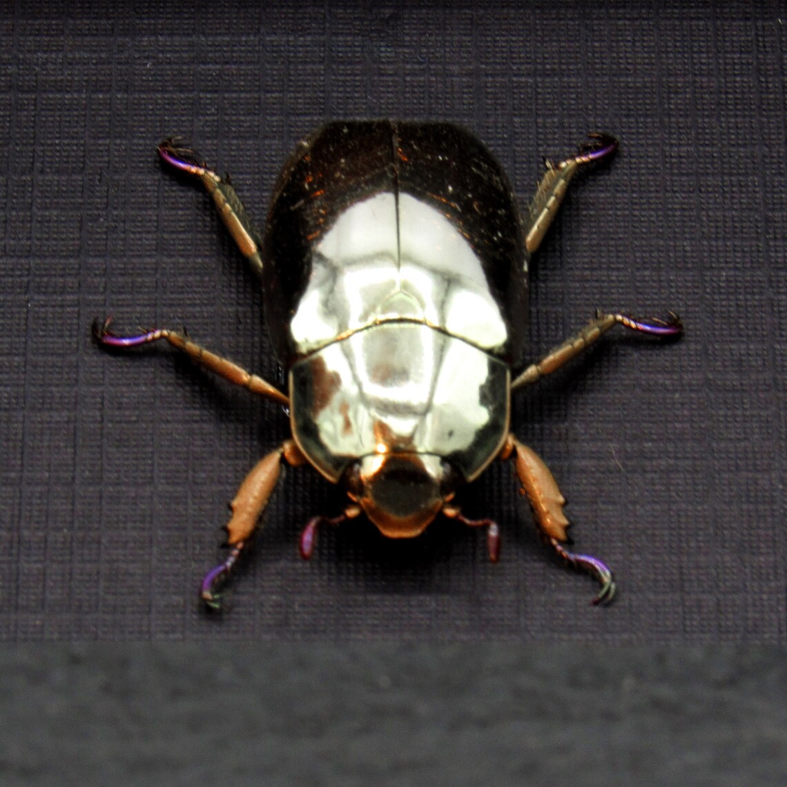 Very Rare Silver Jewel Beetle Framed Taxidermy Chrysina - Etsy