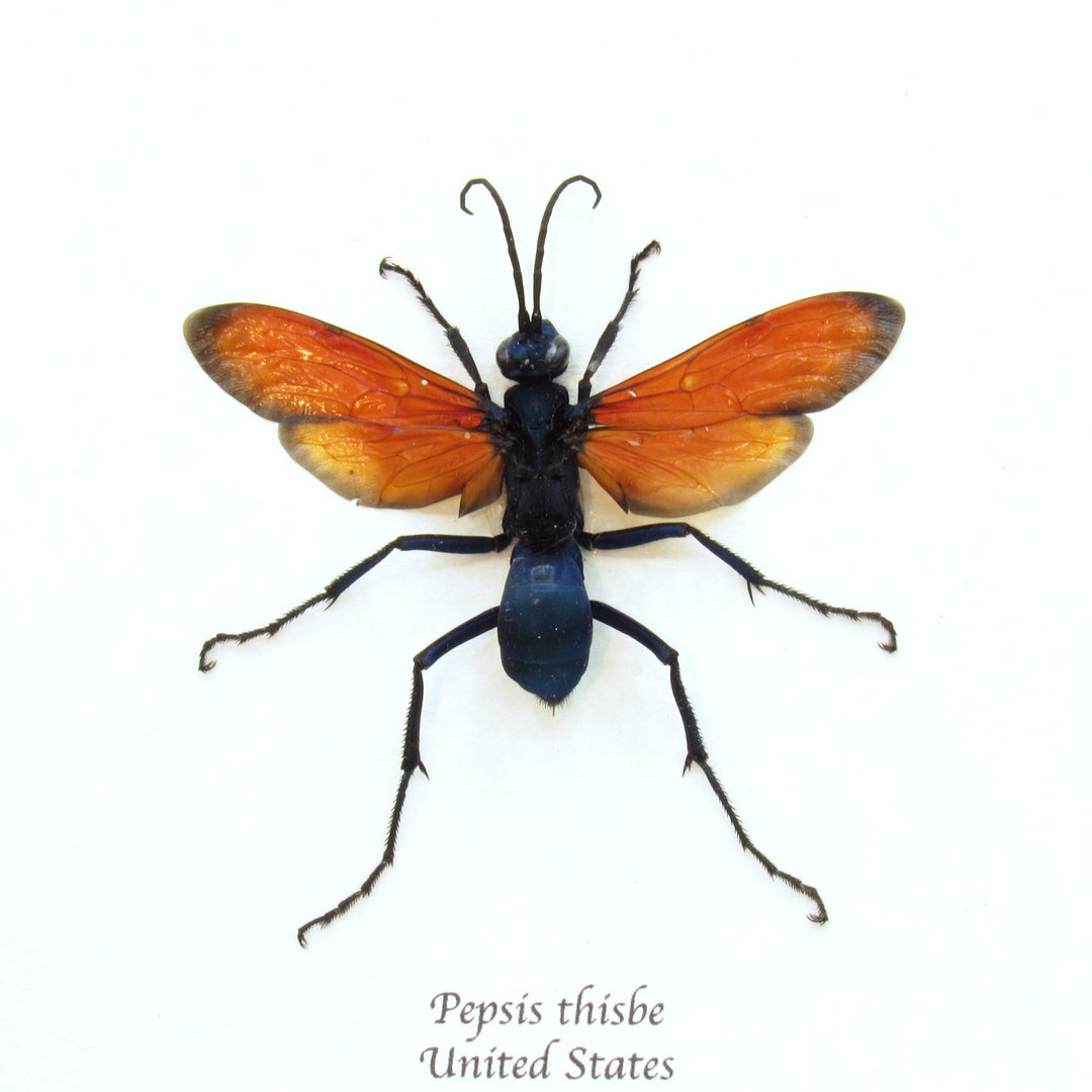 Real Large Tarantula Hawk Wasp Framed Taxidermy - Pepsis Thisbe - Etsy