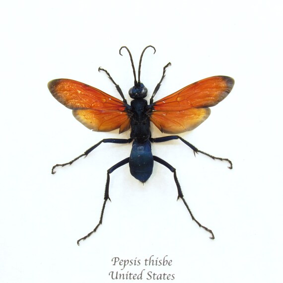 Falco Tarantola