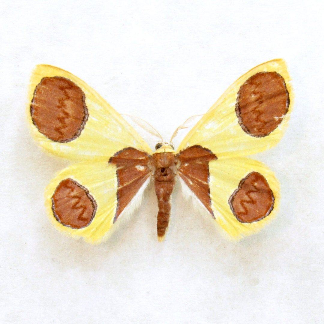 Rare Yellow Glitter Geometer Moth Framed Taxidermy - Plutodes ...