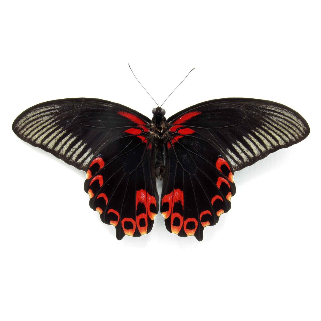 Real Red Swallowtail Butterfly Framed Taxidermy - Papilio Deiphobus ...