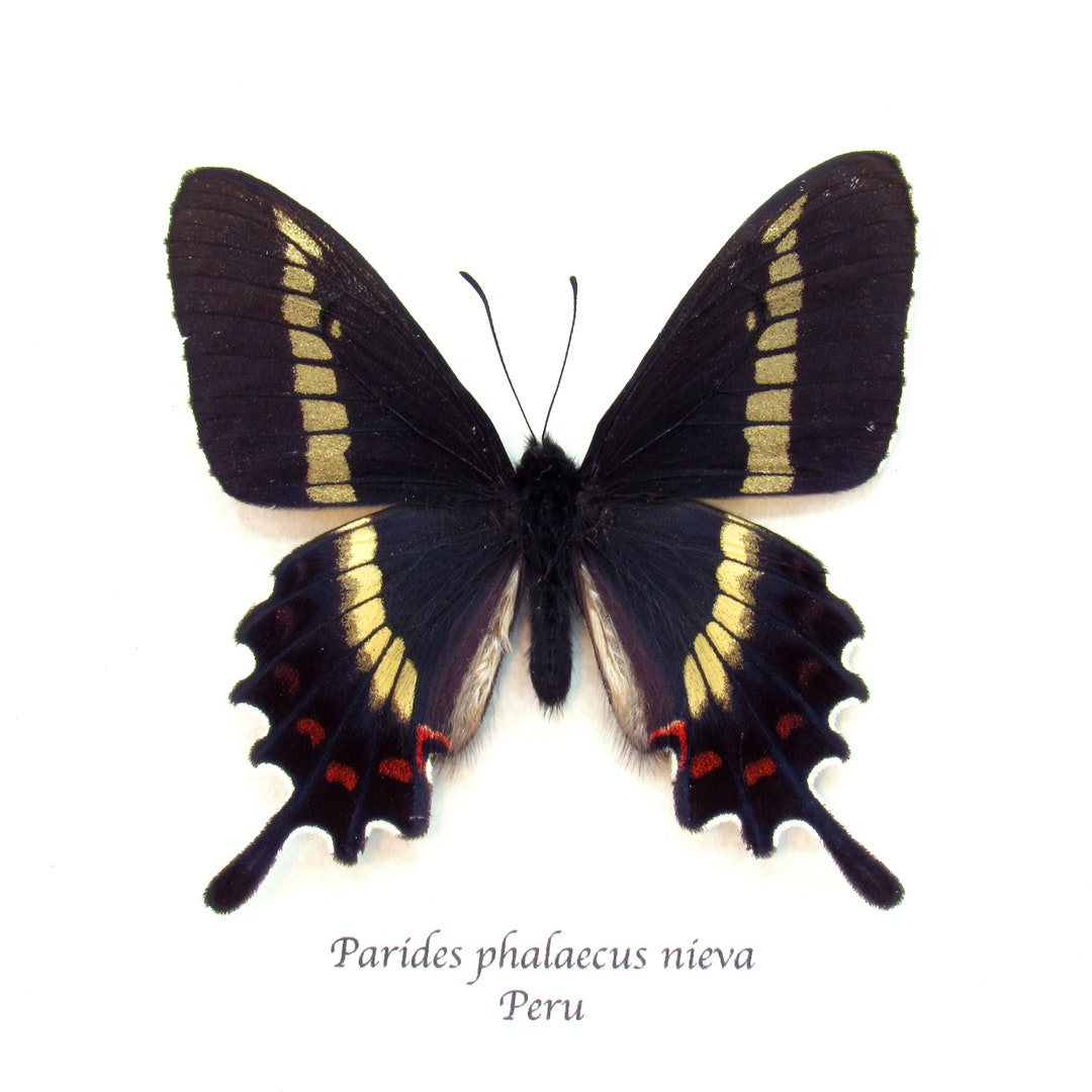 Rare Cattleheart Butterfly Framed Taxidermy - Parides Phalaecus Nieva ...