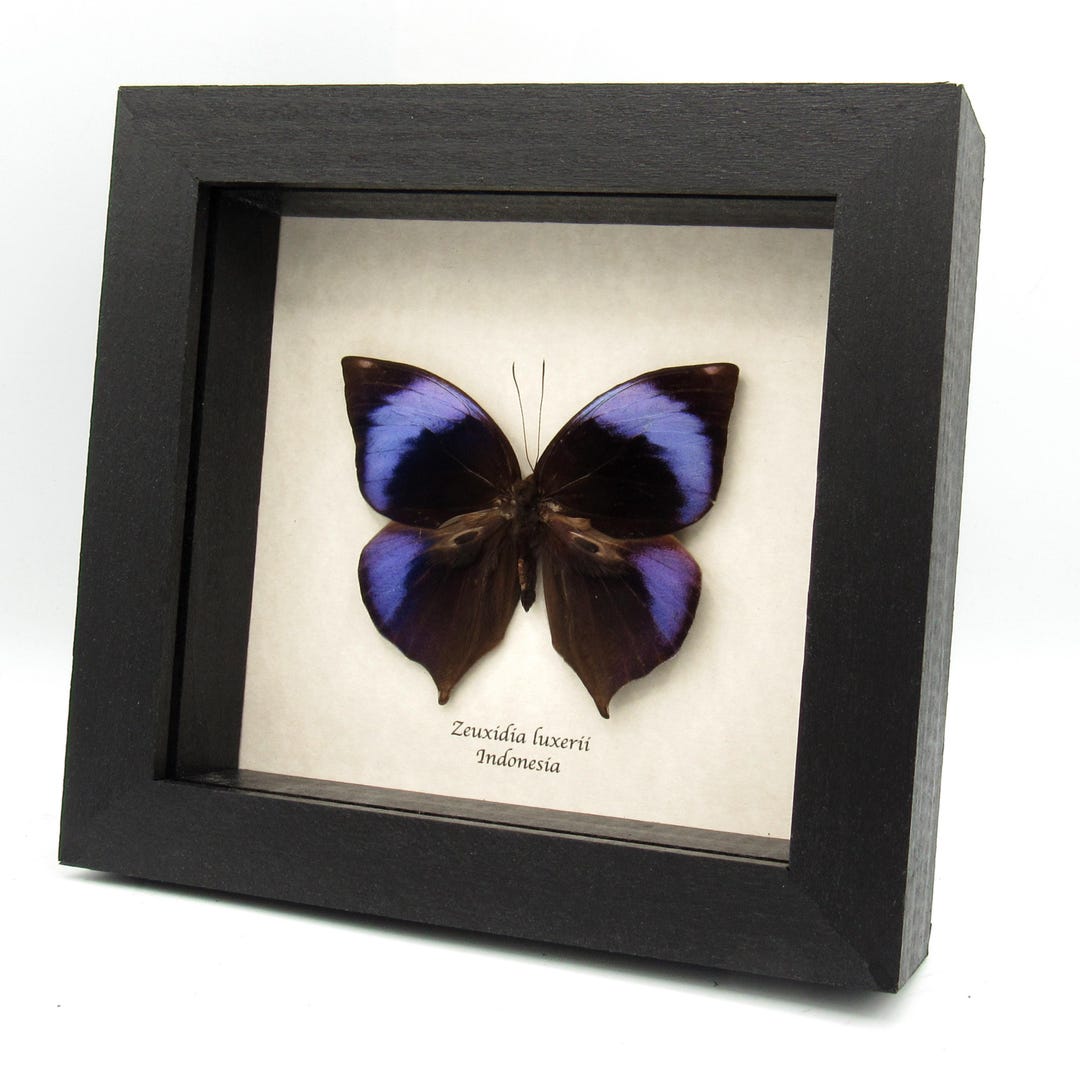 Rare Purple Scarce Saturn Butterfly Framed Taxidermy - Zeuxidia Luxerii ...