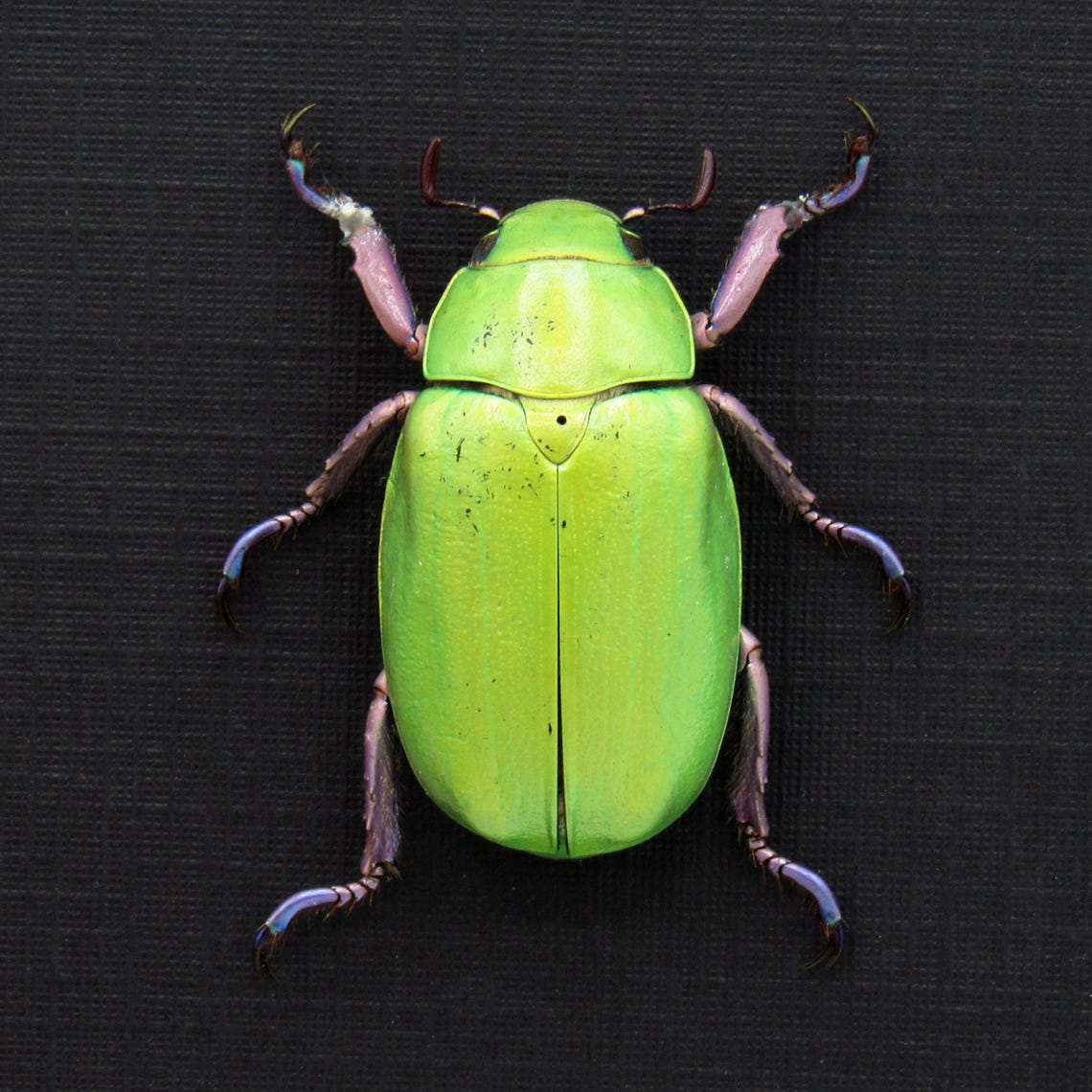 Large Jewel Scarab Beetle Framed Taxidermy - Chrysina Beyeri - Etsy