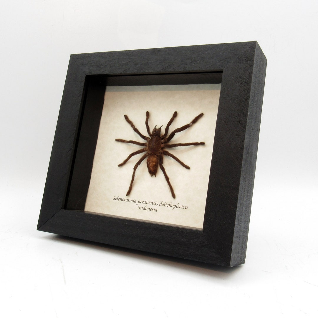 Real Java Yellow Kneed Tarantula Spider Framed Taxidermy Selenocosmia Javanensis Dolichoplectra ...