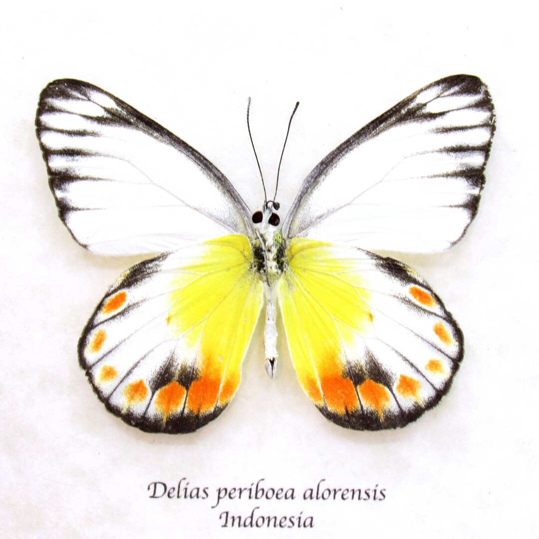 Real Delias Butterfly Framed Taxidermy - Delias Periboea Alorensis - Etsy