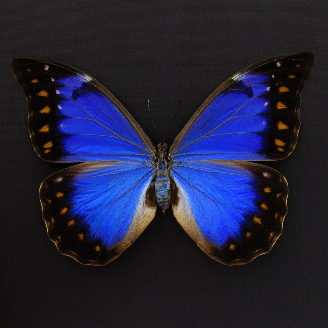 Very Rare Metallic Blue/violet Morpho Butterfly Framed Taxidermy ...