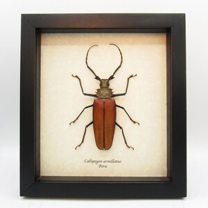 Real Giant Longhorn Beetle Framed Taxidermy Callipogon | Etsy