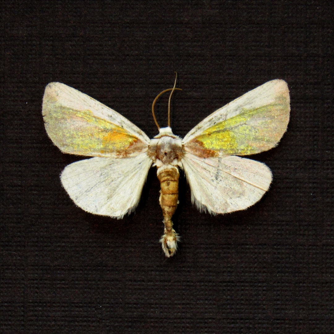 Tiny Rare Gold Poetry Moth Framed Taxidermy - Neumoegenia Poetica - Etsy