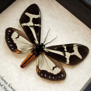 Real Northern Giant Flag moth framed Dysschema howardi | Etsy
