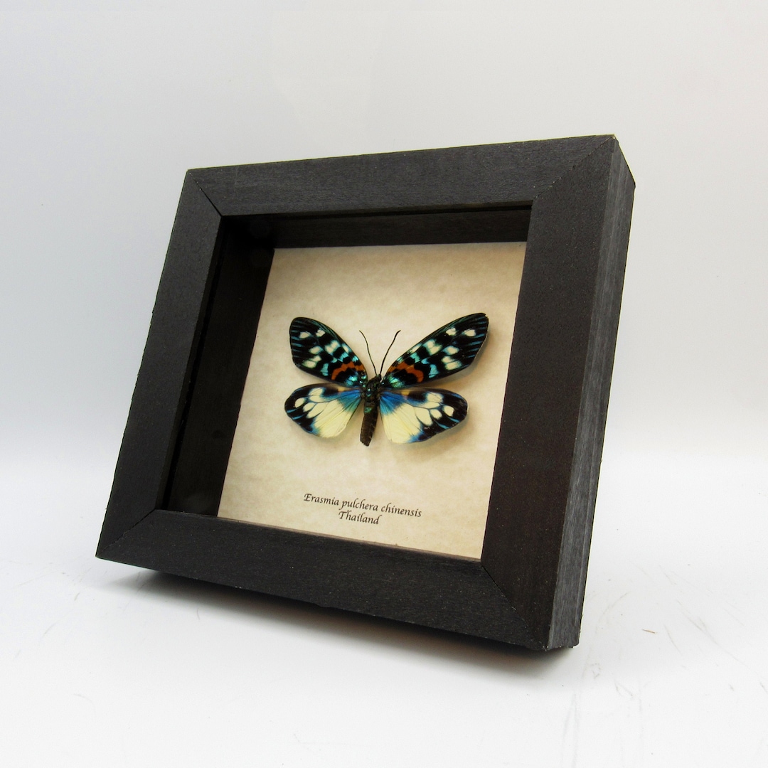 Real Metallic Day Flying Moth Framed Taxidermy - Erasmia Pulchera ...