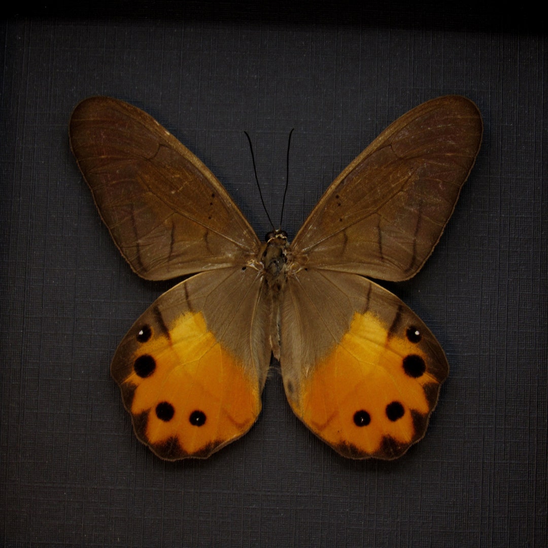 Real Yellow Butterfly Framed Taxidermy - Pierella Hyceta - Etsy