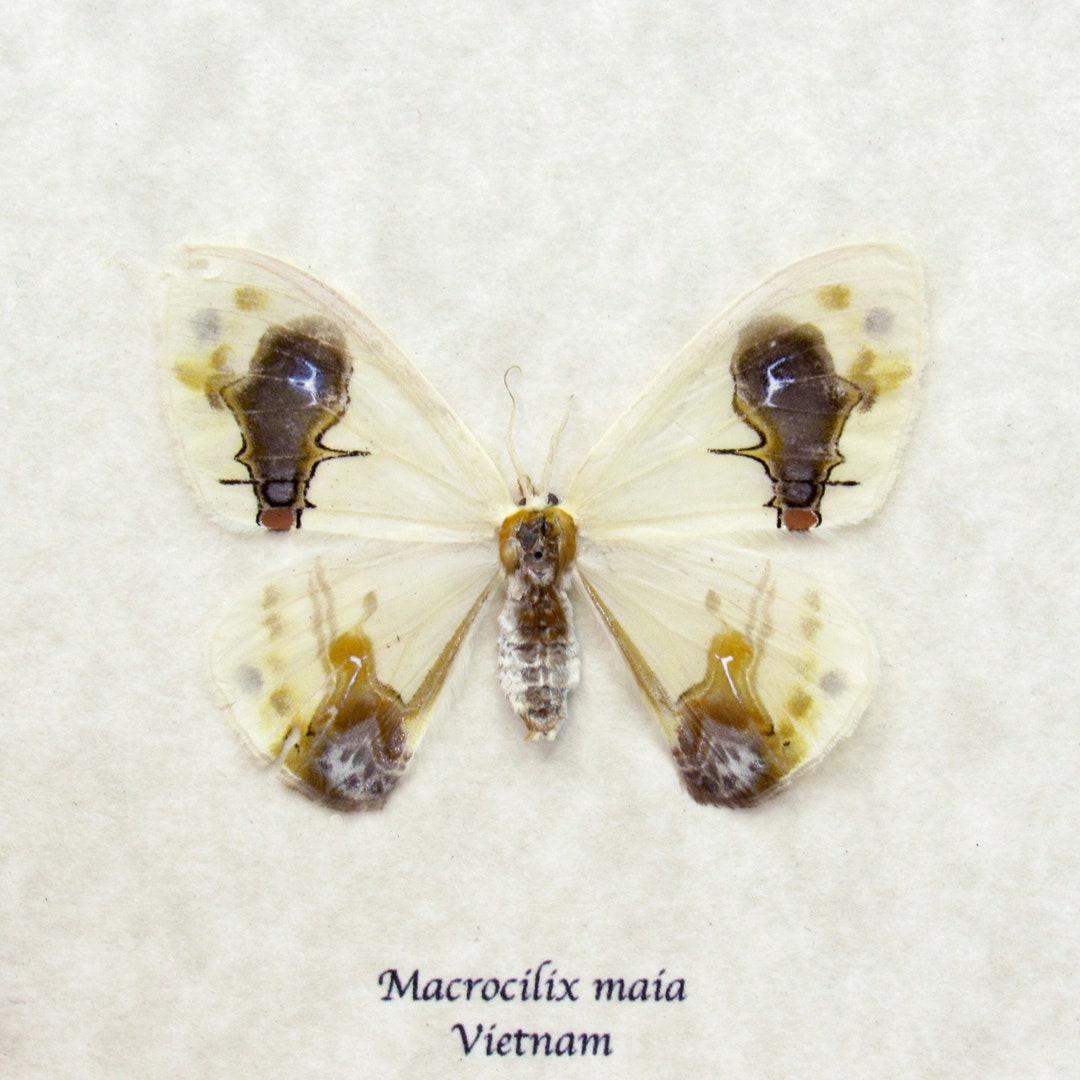 Real Bird Poop Mimicking Glitter Moth Framed Taxidermy Macrocilix Maia ...