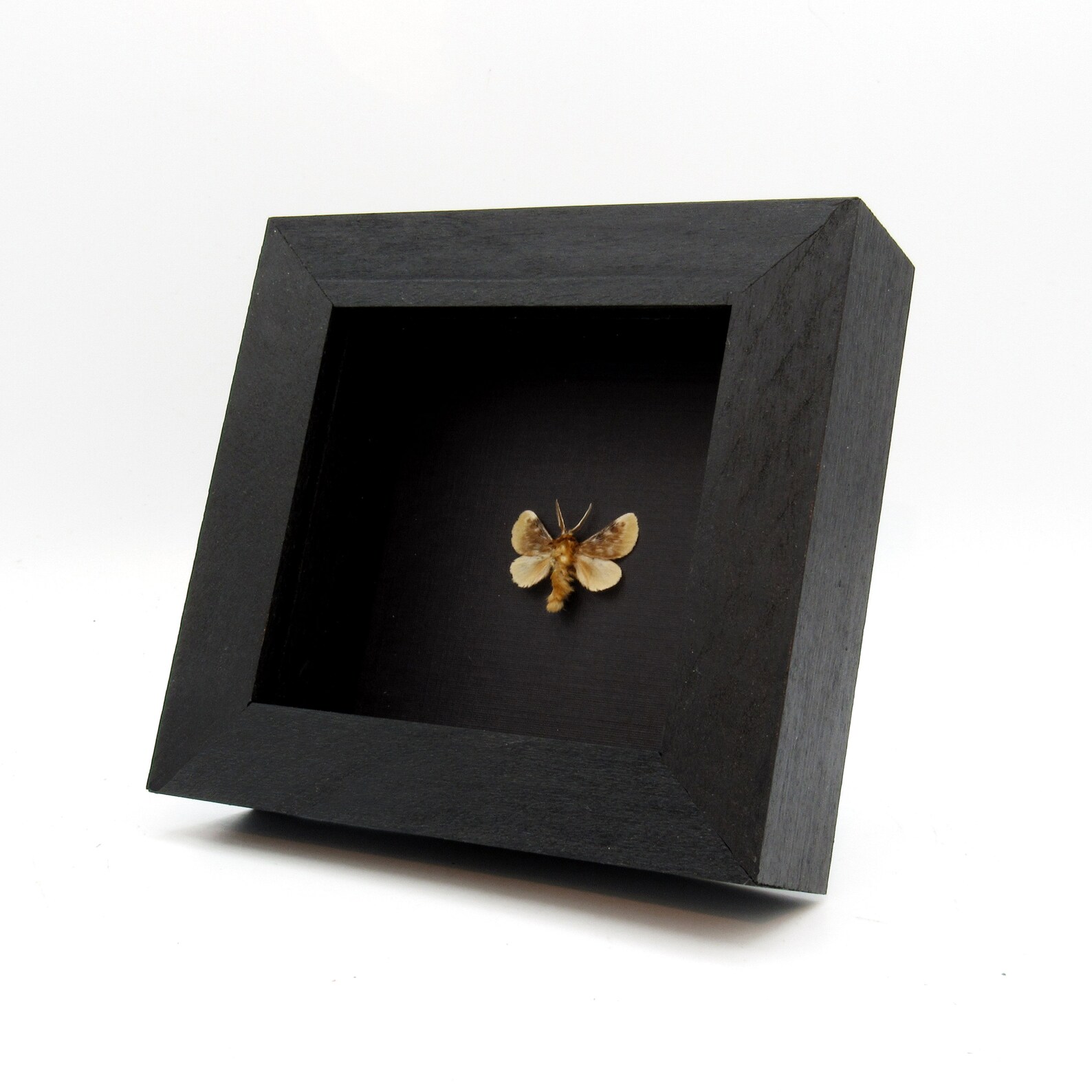 Real Tiny Southern Flannel Moth Framed Taxidermy Megalopyge - Etsy