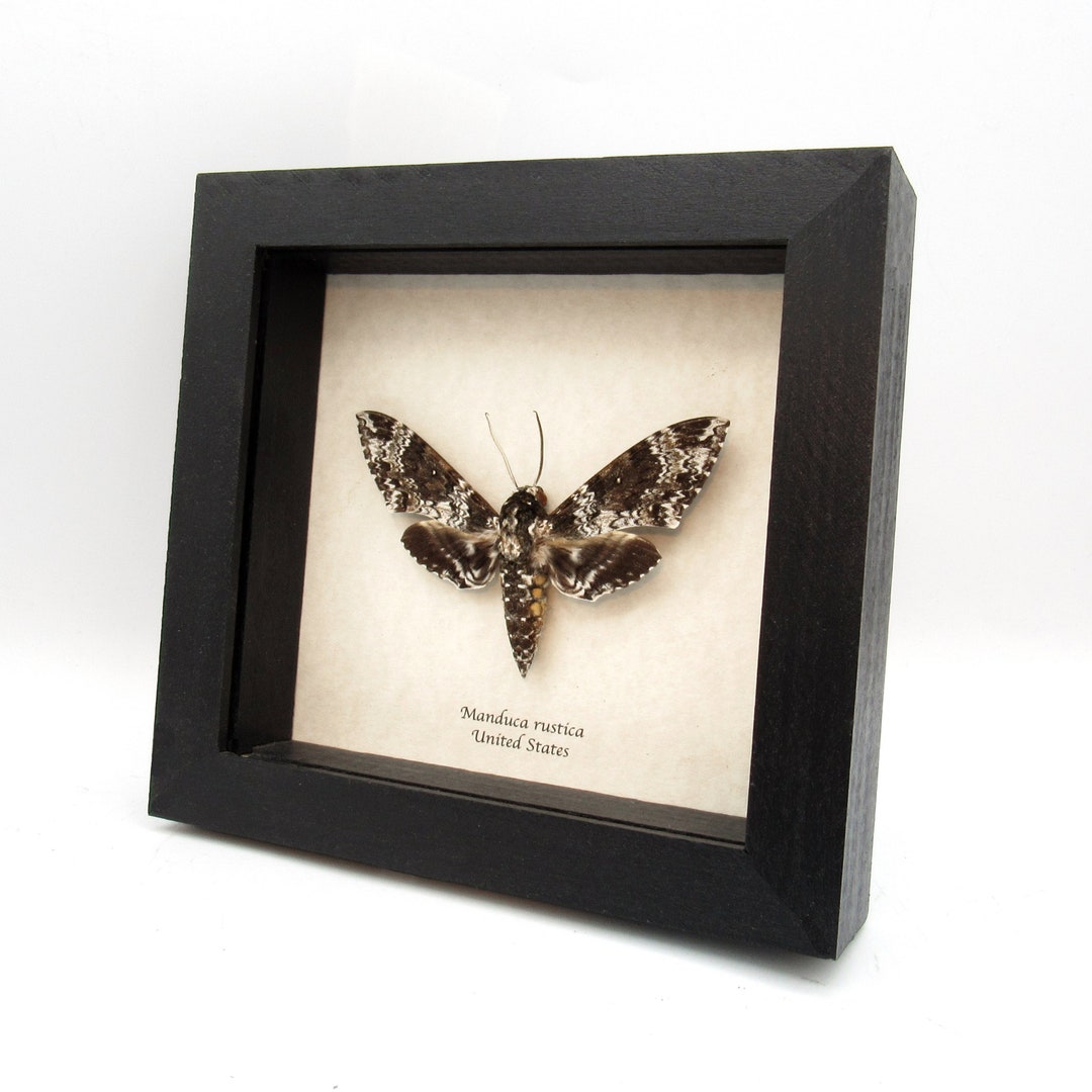Real Large Rustic Sphinx Moth Framed Taxidermy - Manduca Rustica - Etsy