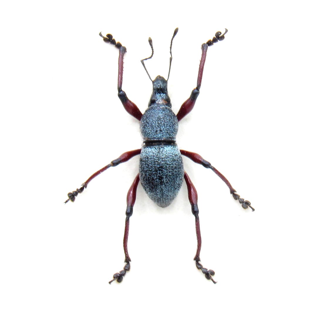 Rare Steel Grey Weevil Beetle Framed Specimen - Metapocyrtus Samarensis ...