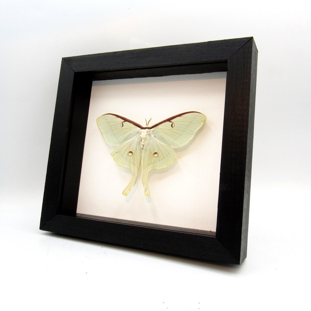 Real Large Luna Moon Moth Framed Taxidermy - Actias Luna - Female ...