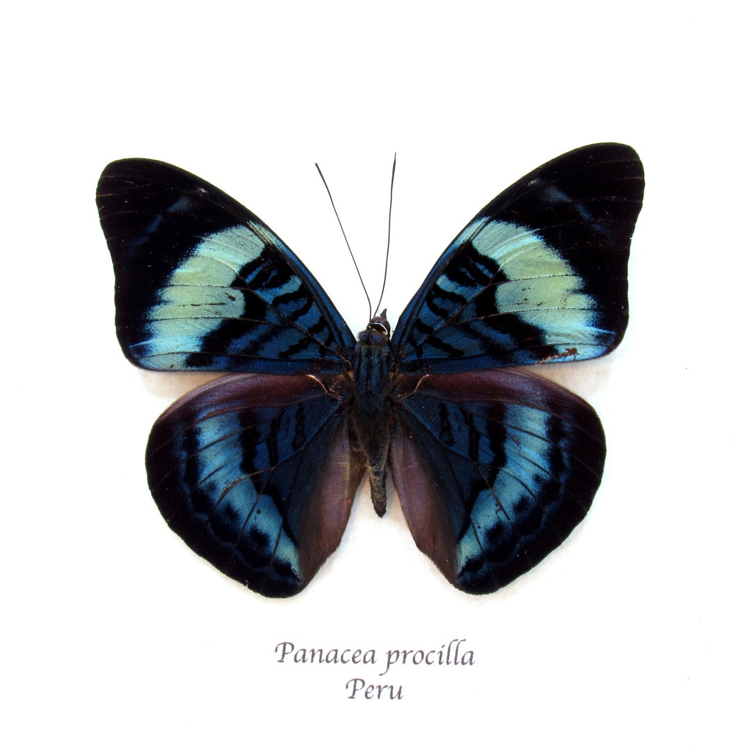 Real Blue Procilla Beauty Butterfly Framed Taxidermy - Panacea Procilla ...