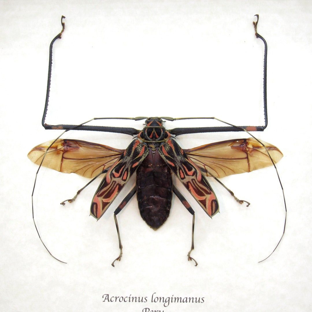 Real Giant Harlequin Beetle Framed Taxidermy Acrocinus Longimanus XL - Etsy