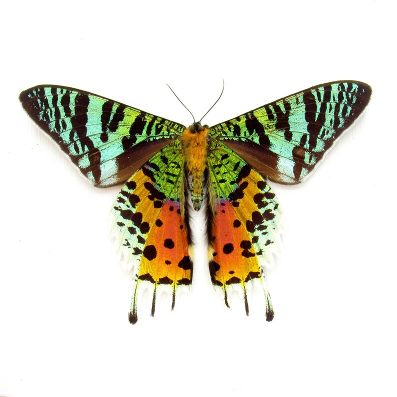 Real Rainbow Sunset Moth Framed Taxidermy Urania Ripheus - Etsy