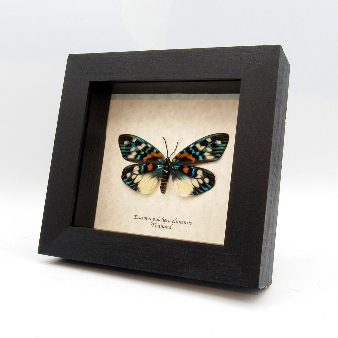 Real Metallic Day Flying Moth Framed Taxidermy - Erasmia Pulchera ...