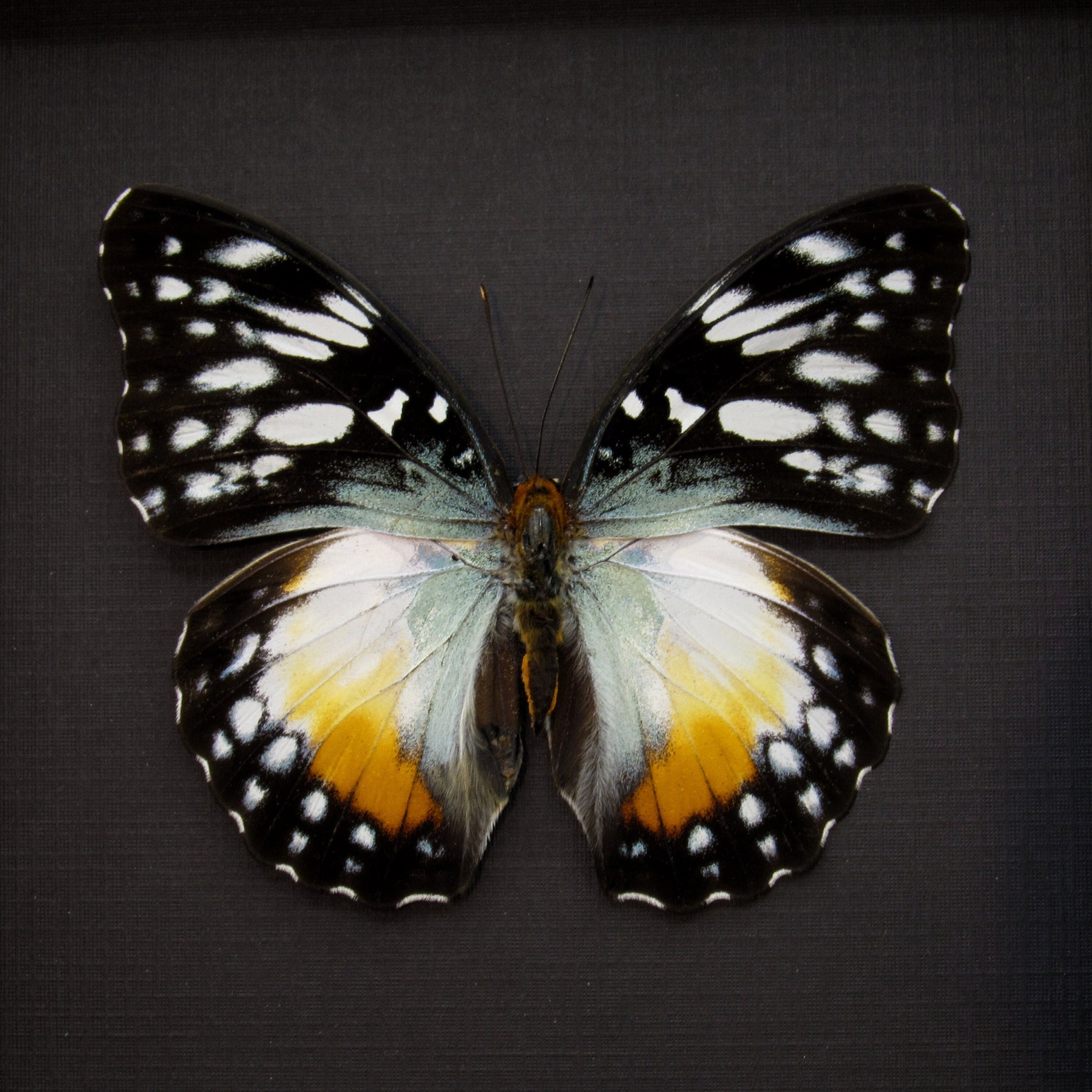 Real Framed African Glider Butterfly Taxidermy Cymothoe - Etsy