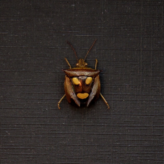 Tiny Real Bug That Looks Like the Muse of Comedy | Etsy