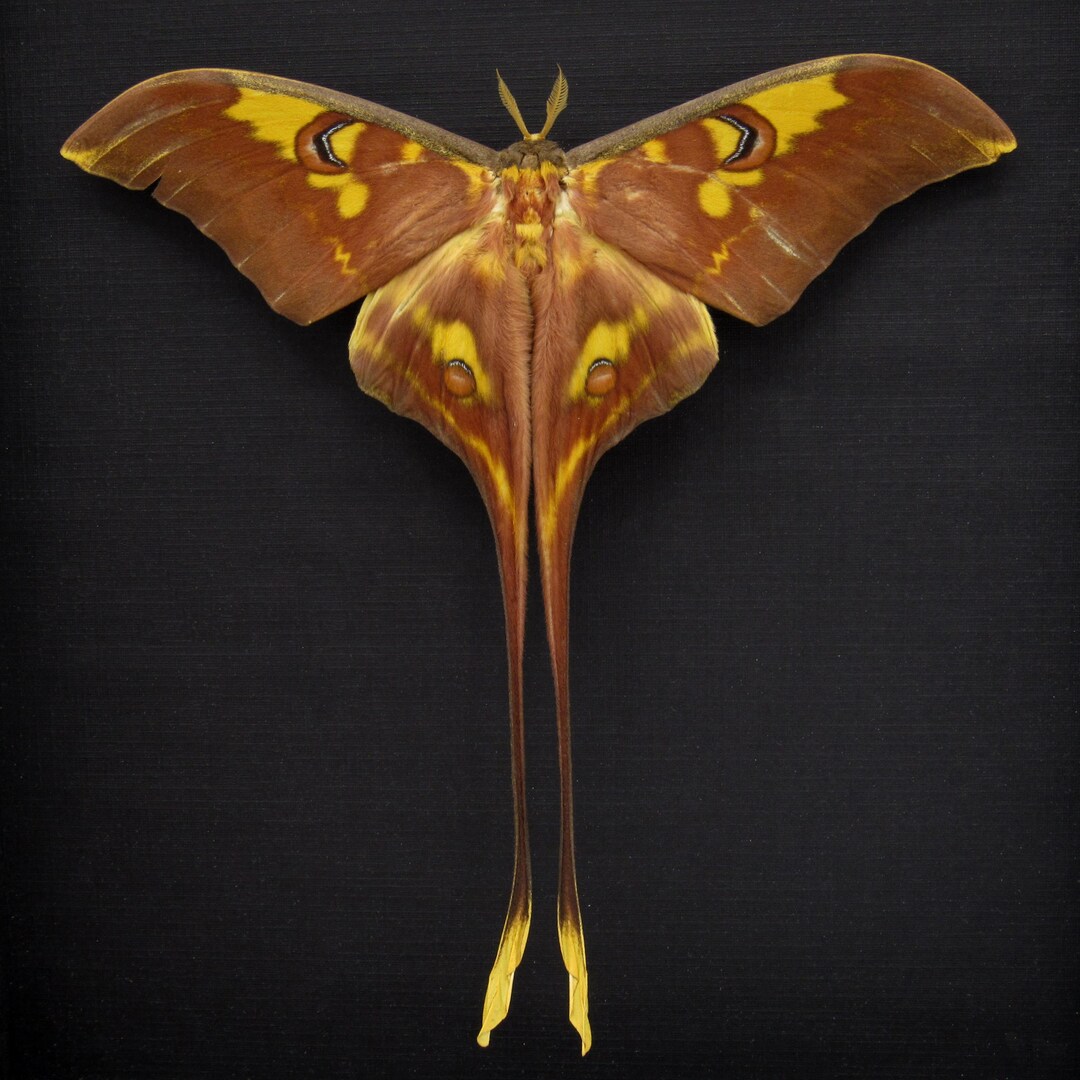 Rare Sulawesi Moon Moth Framed Taxidermy - Actias Isis - Victorian ...