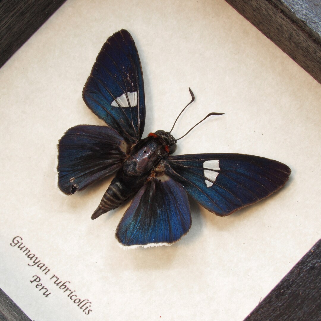 Rare Red-collared Skipper Framed Taxidermy - Ganayan Rubricollis - Etsy