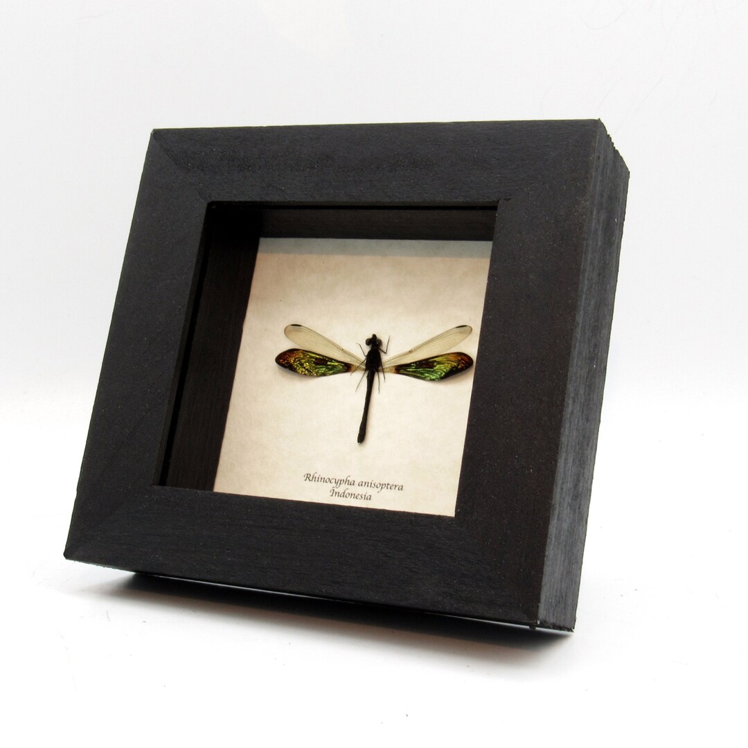 Real Metallic Green Dragonfly Framed Taxidermy - Rhinocypha Anisoptera ...