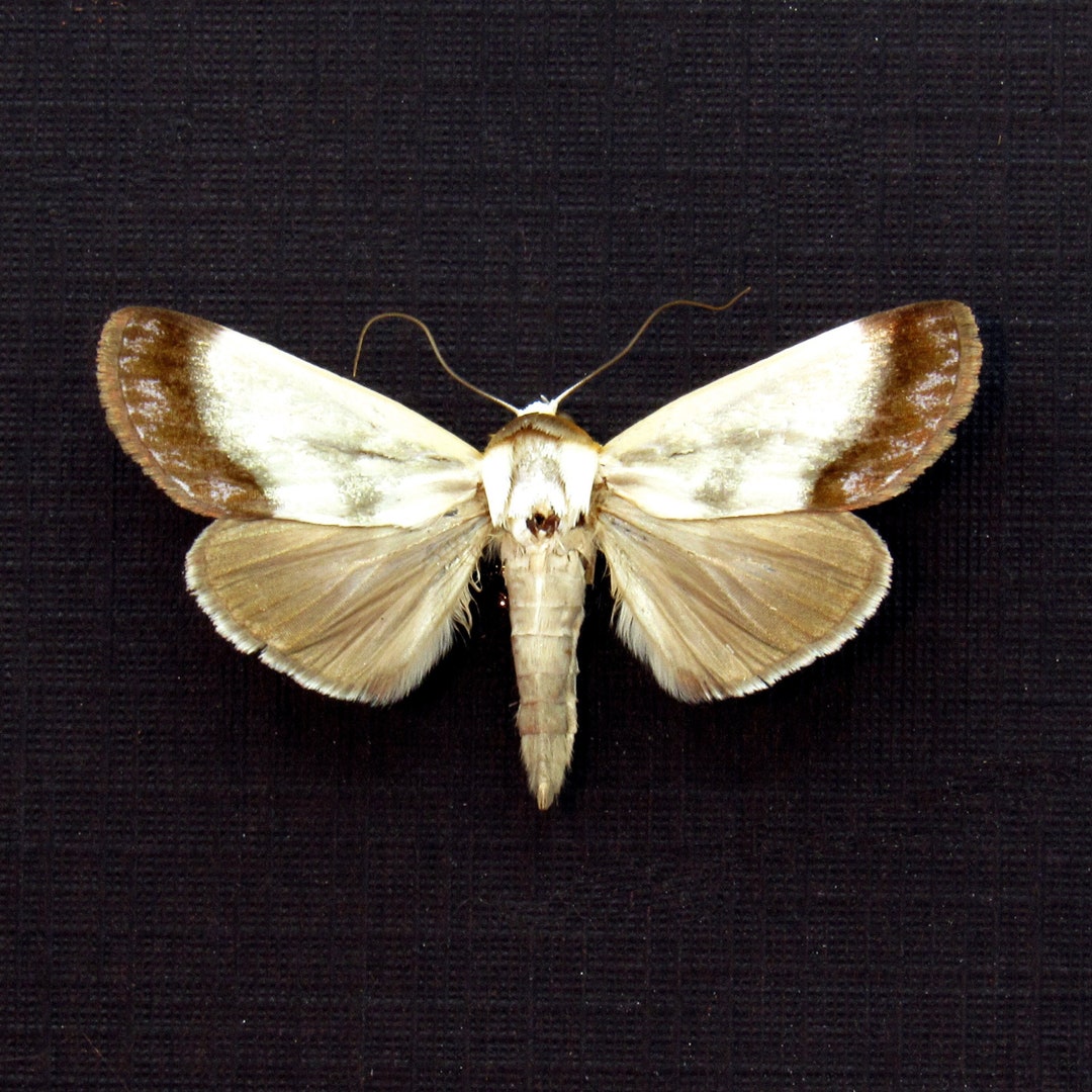 Real Silver Metallic Noctuid Moth Framed Taxidermy - Westermannia ...