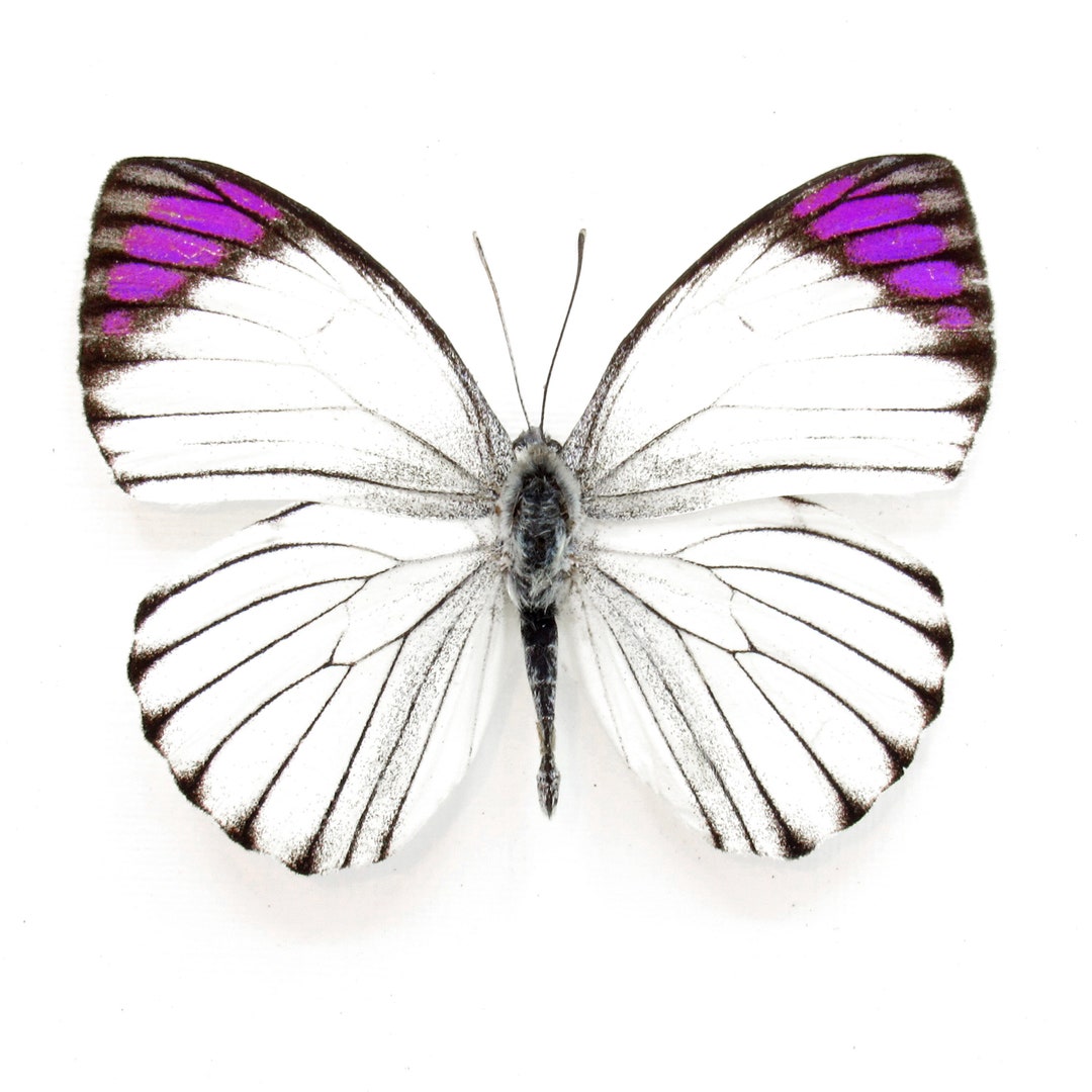 Real Purple Tip Butterfly Framed Taxidermy Colotis Ione - Etsy