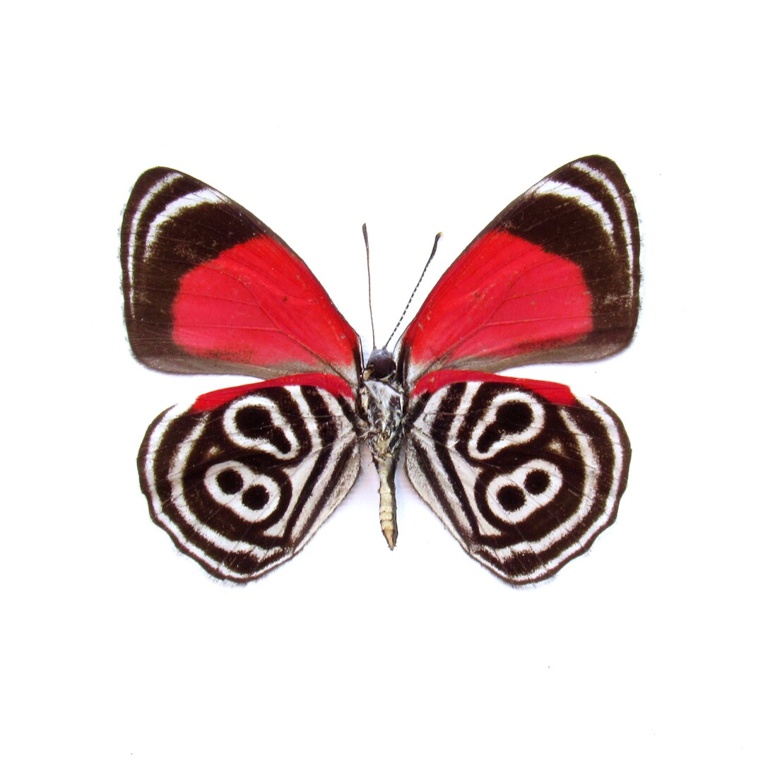 Real Cramer's 88 Butterfly Framed Taxidermy Diaethria Clymena - Etsy