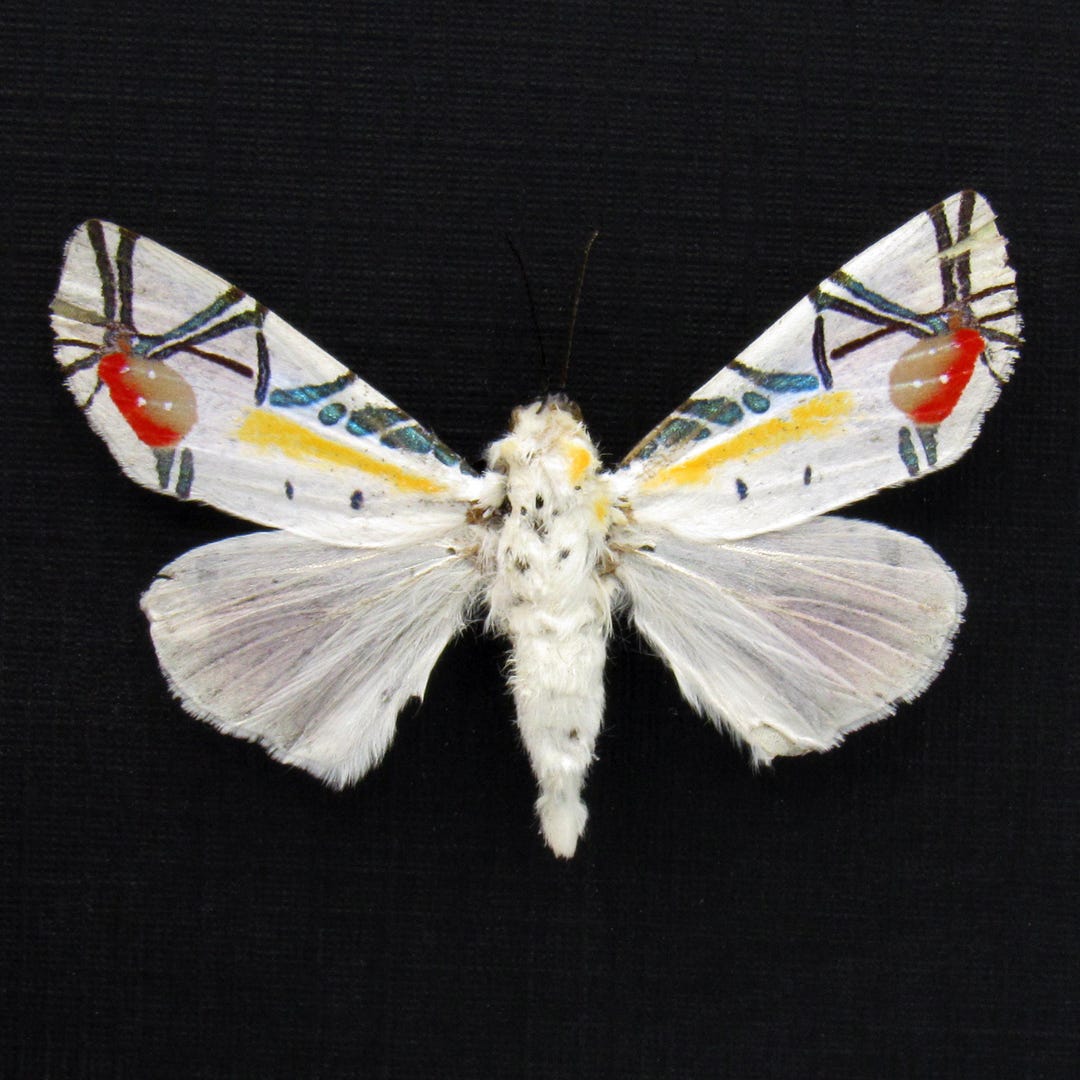 Rare Metallic Picasso Moth Framed Taxidermy - Baorisa Hieroglyphica - Etsy