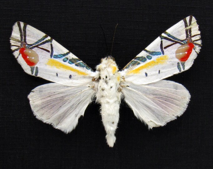 Rare Metallic Picasso Moth Framed Taxidermy - Baorisa Hieroglyphica - Etsy