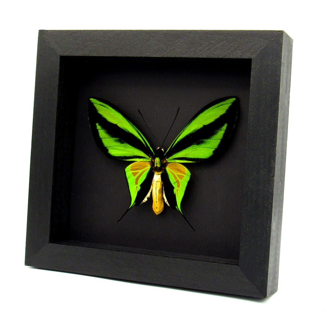 Very Rare Paradise Birdwing Butterfly Specimen - Ornithoptera Paradisea ...