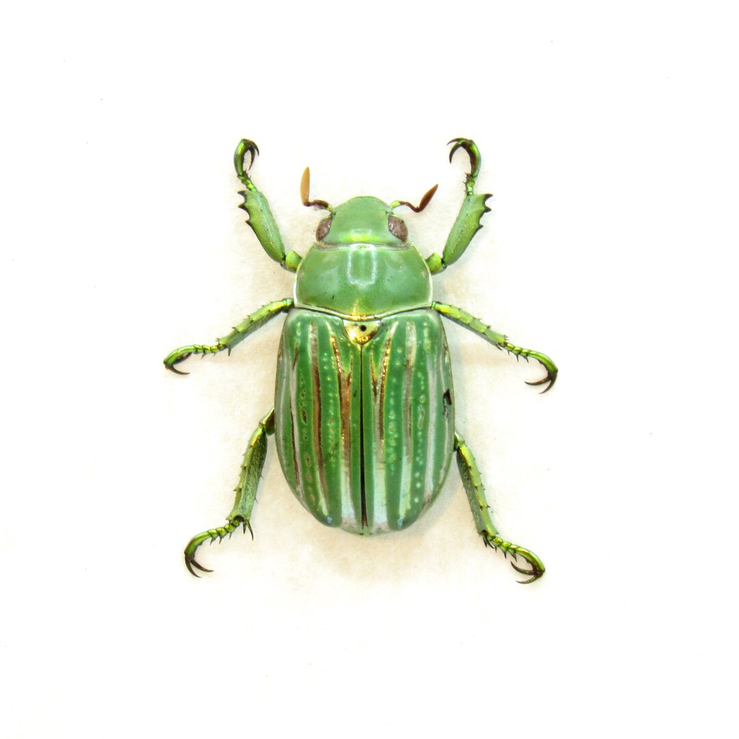 Real Metallic Gold Jewel Beetle Framed Taxidermy - Chrysina Gloriosa - Etsy