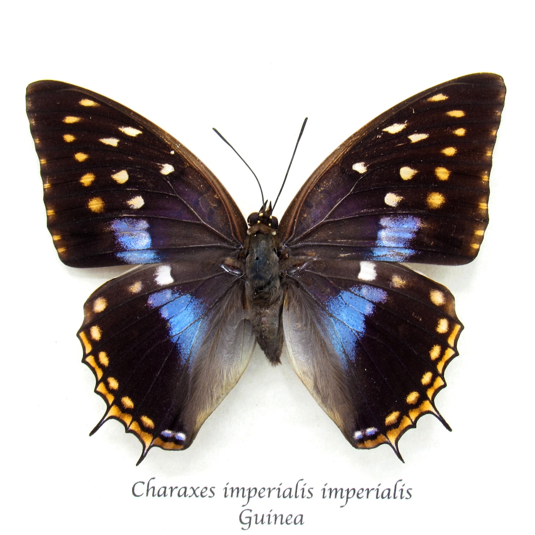 Real Imperial Blue Charaxes Butterfly Framed Taxidermy - Charaxes ...