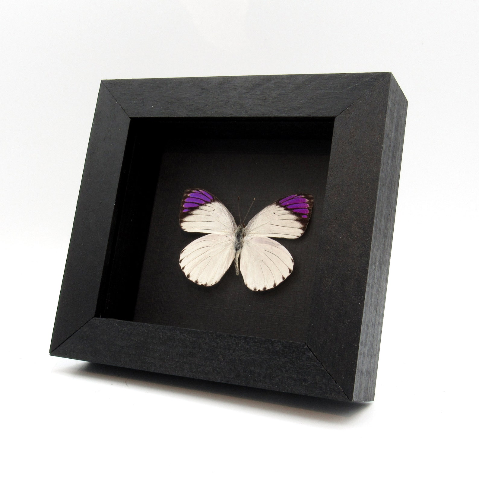 Real Purple Tip Butterfly Framed Taxidermy Colotis Regina - Etsy