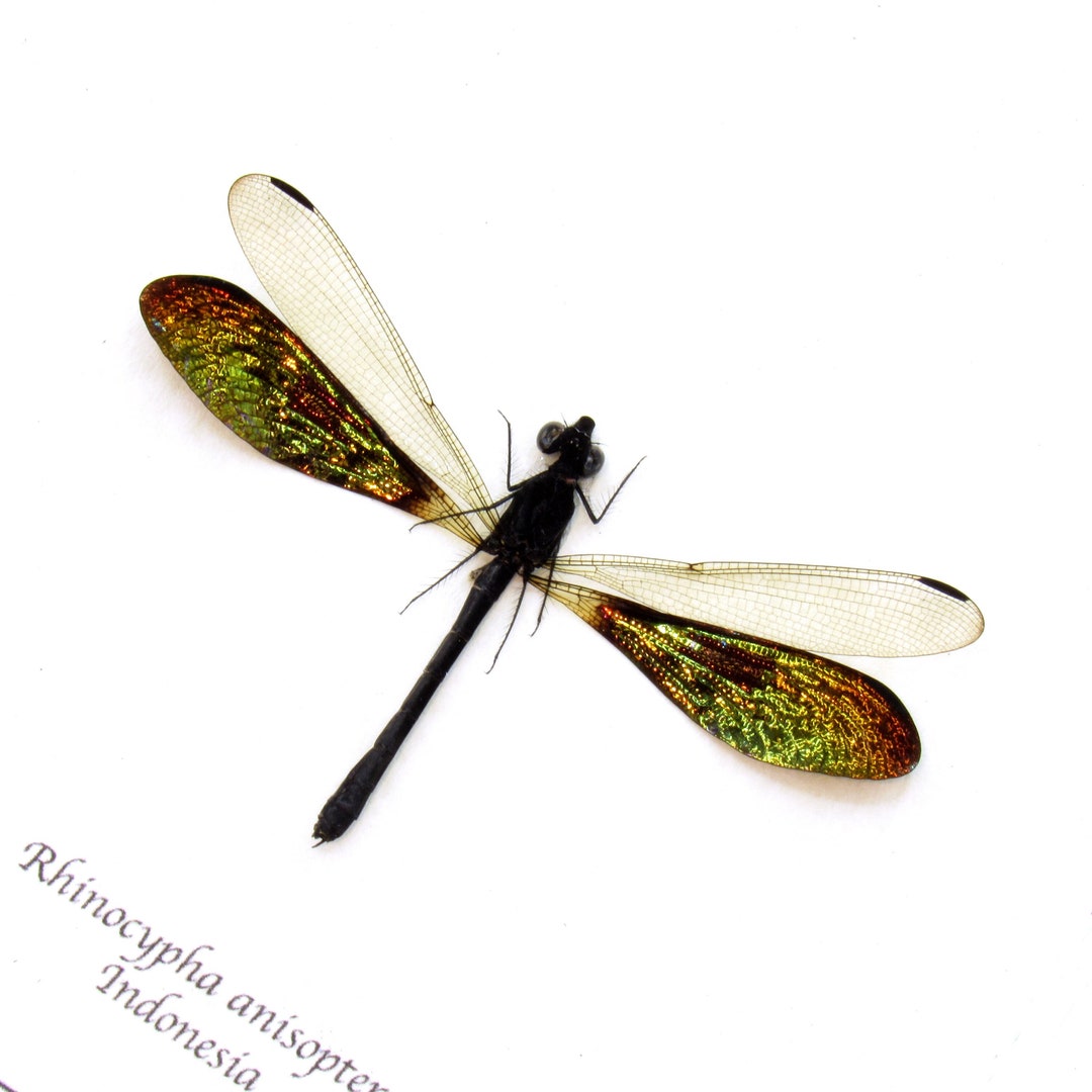 Real Metallic Green Dragonfly Framed Taxidermy Rhinocypha Anisoptera - Etsy