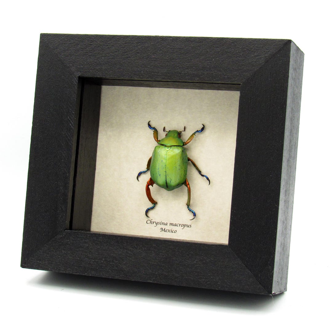 Real Rainbow Legged Scarab Beetle Framed Taxidermy - Chrysina Macropus ...