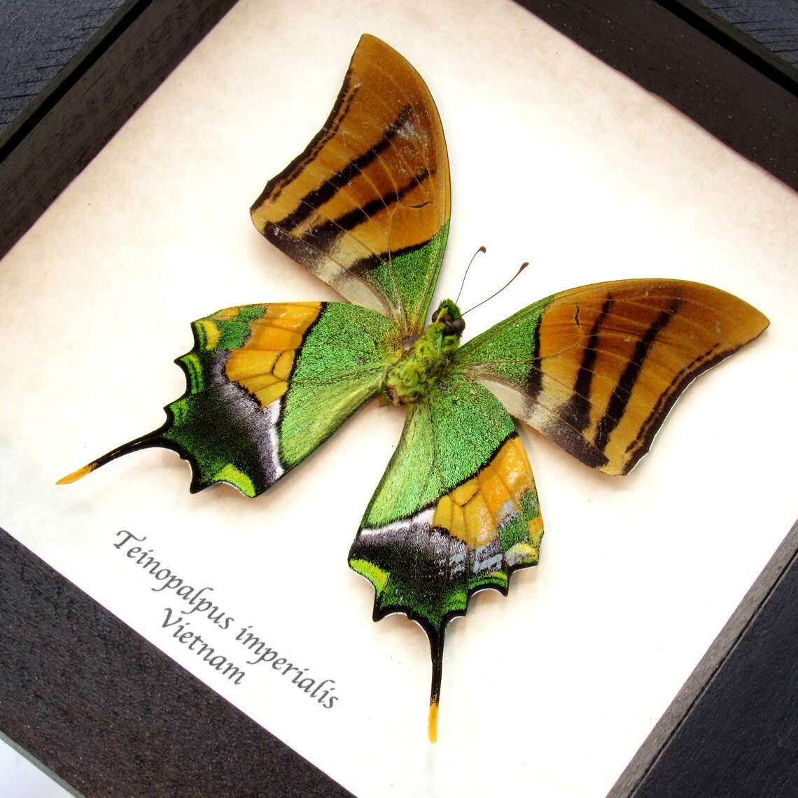 Real Rare Kaiser-i-hind Swallowtail Butterfly Framed Taxidermy - Etsy