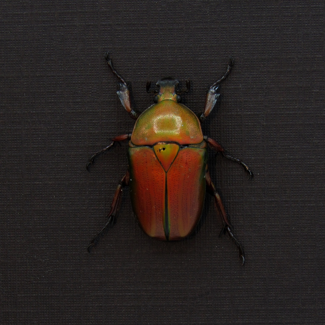 Real Red Metallic Scarab Beetle Framed Taxidermy - Ingrisma Euryrrhina ...