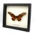 Real Purple Tip Butterfly Framed Taxidermy Colotis Regina - Etsy