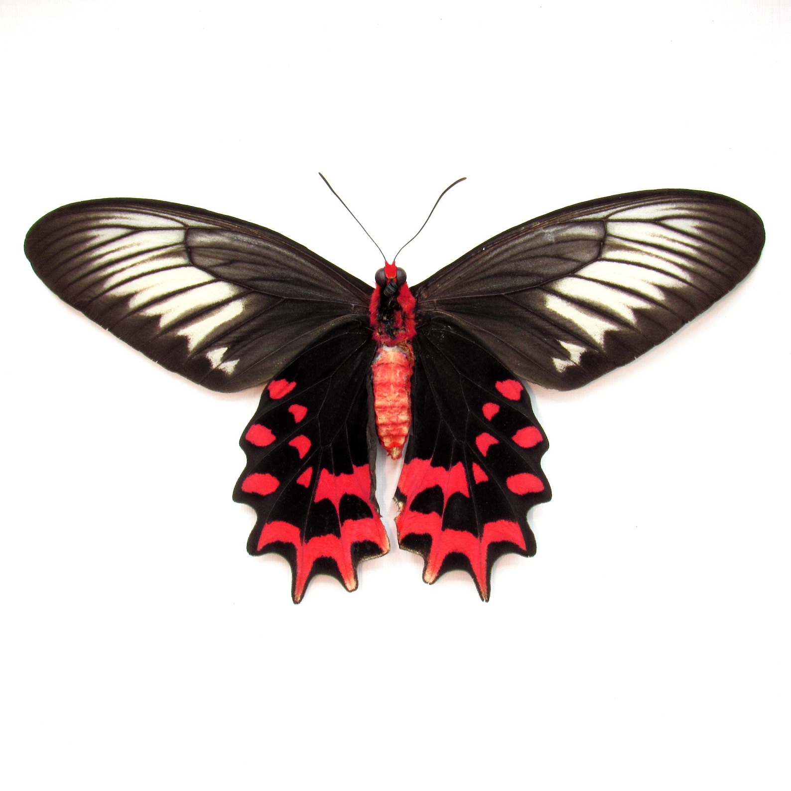 Real Vampire Butterfly Framed Taxidermy Atrophaneura Semperi - Etsy