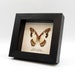 Real Angola White Lady (lol) Butterfly Framed Taxidermy - Graphium ...