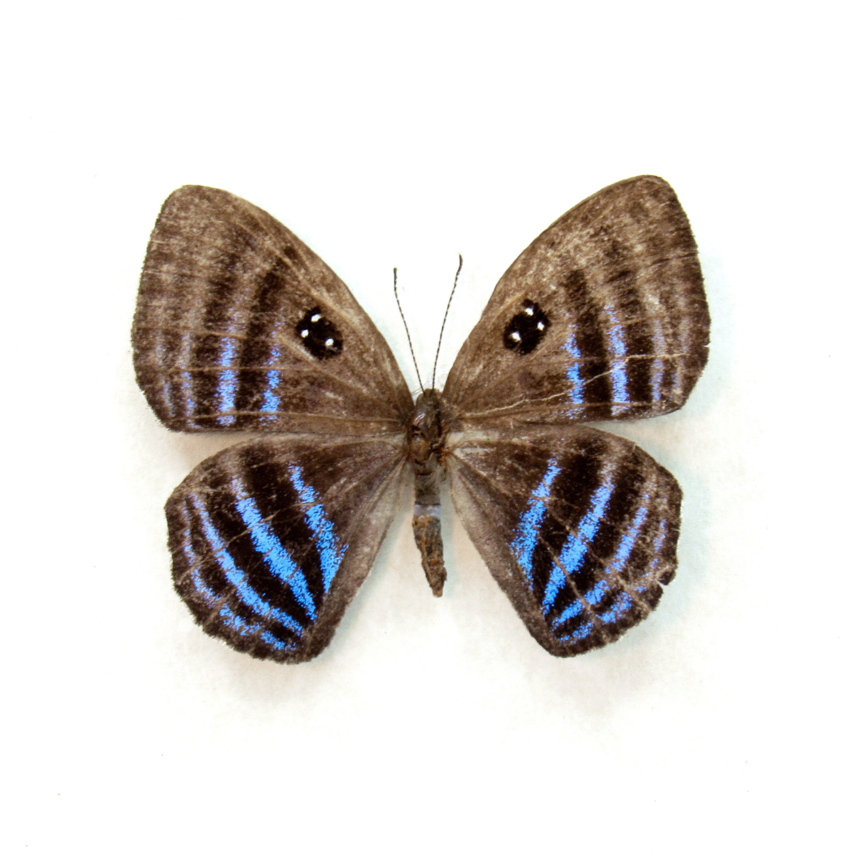 Rare Blue Metalmark Butterfly Framed Taxidermy - Mesosemia Erinnya - Etsy