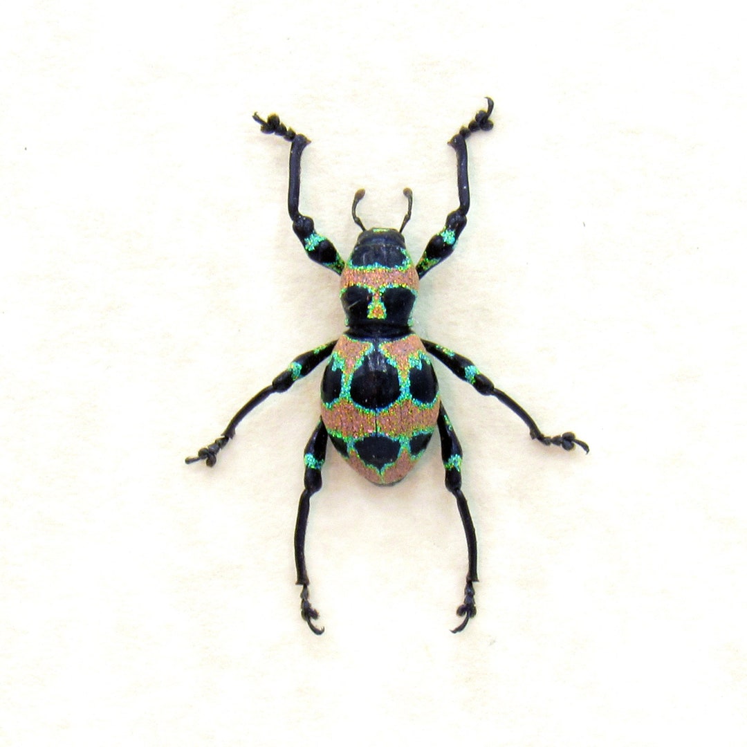 WEEVIL MANIA - Real Glittering Pink Beetle Framed Taxidermy ...